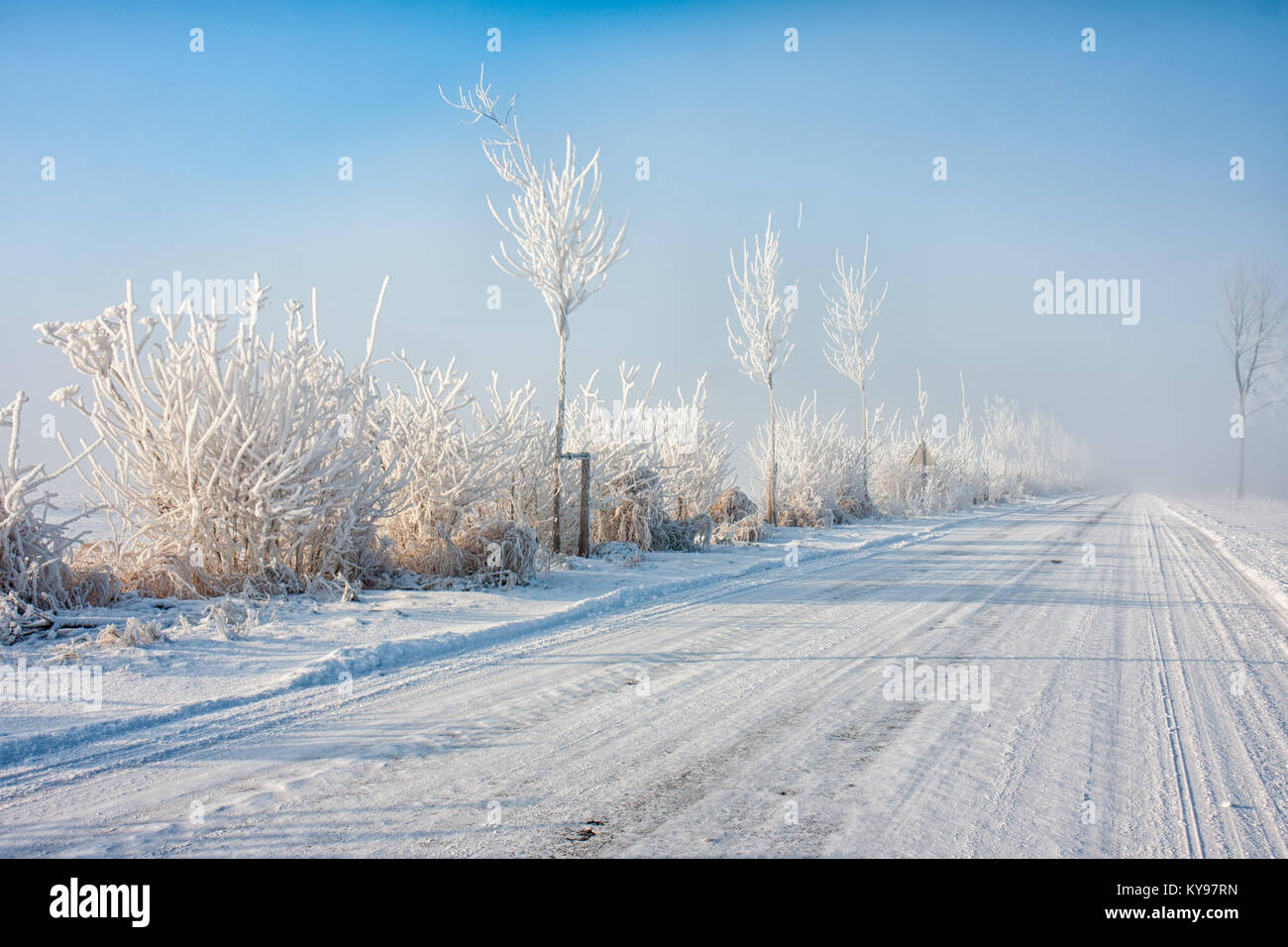 Dutch winter landscape with countryroad and trees covered with ...