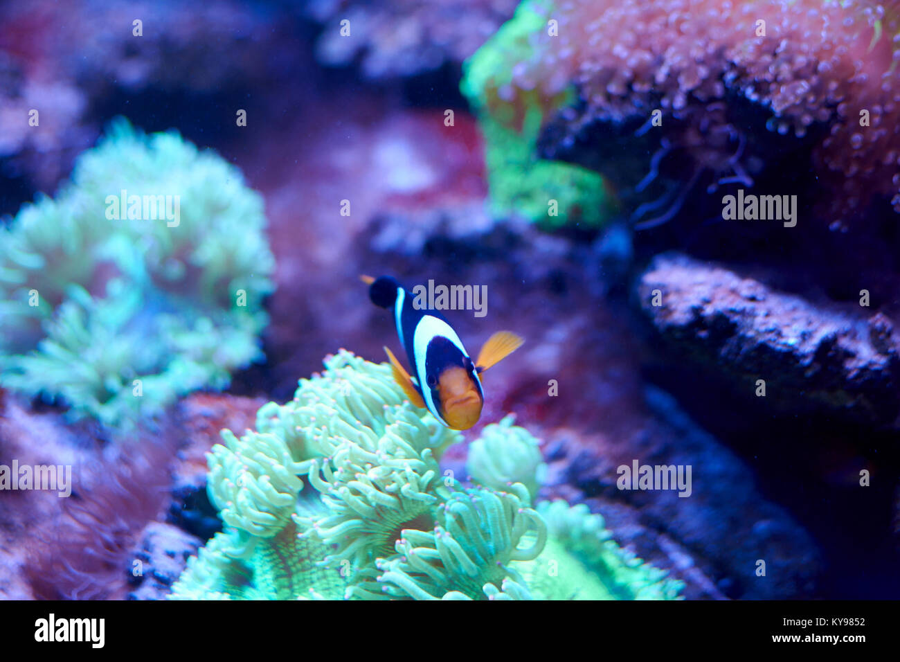 Famous ocellaris clownfish swimming near an anemona Stock Photo - Alamy
