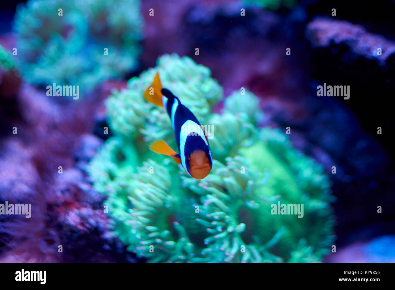 Famous ocellaris clownfish swimming near an anemona Stock Photo - Alamy