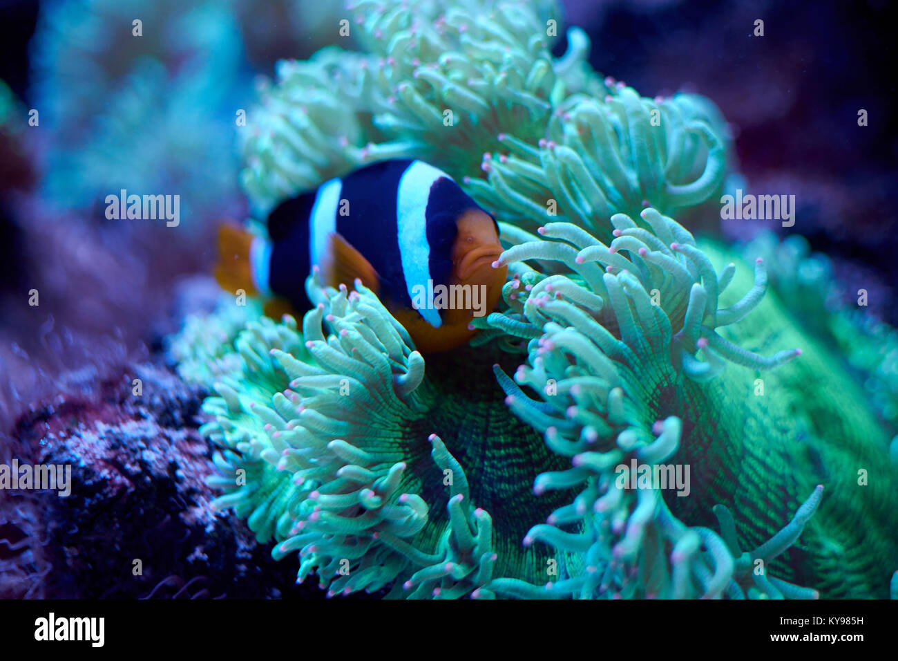 Famous ocellaris clownfish swimming near an anemona Stock Photo - Alamy