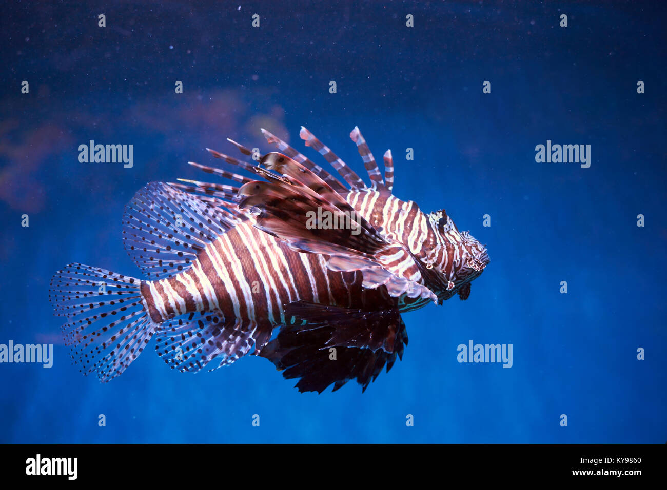 Spiky fish hi-res stock photography and images - Alamy