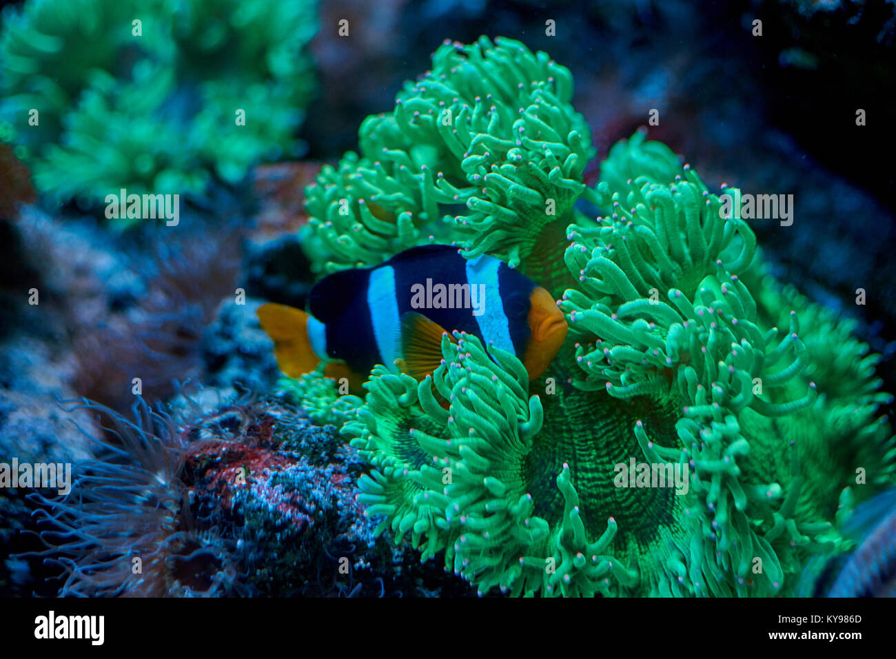 Famous ocellaris clownfish swimming near an anemona Stock Photo - Alamy