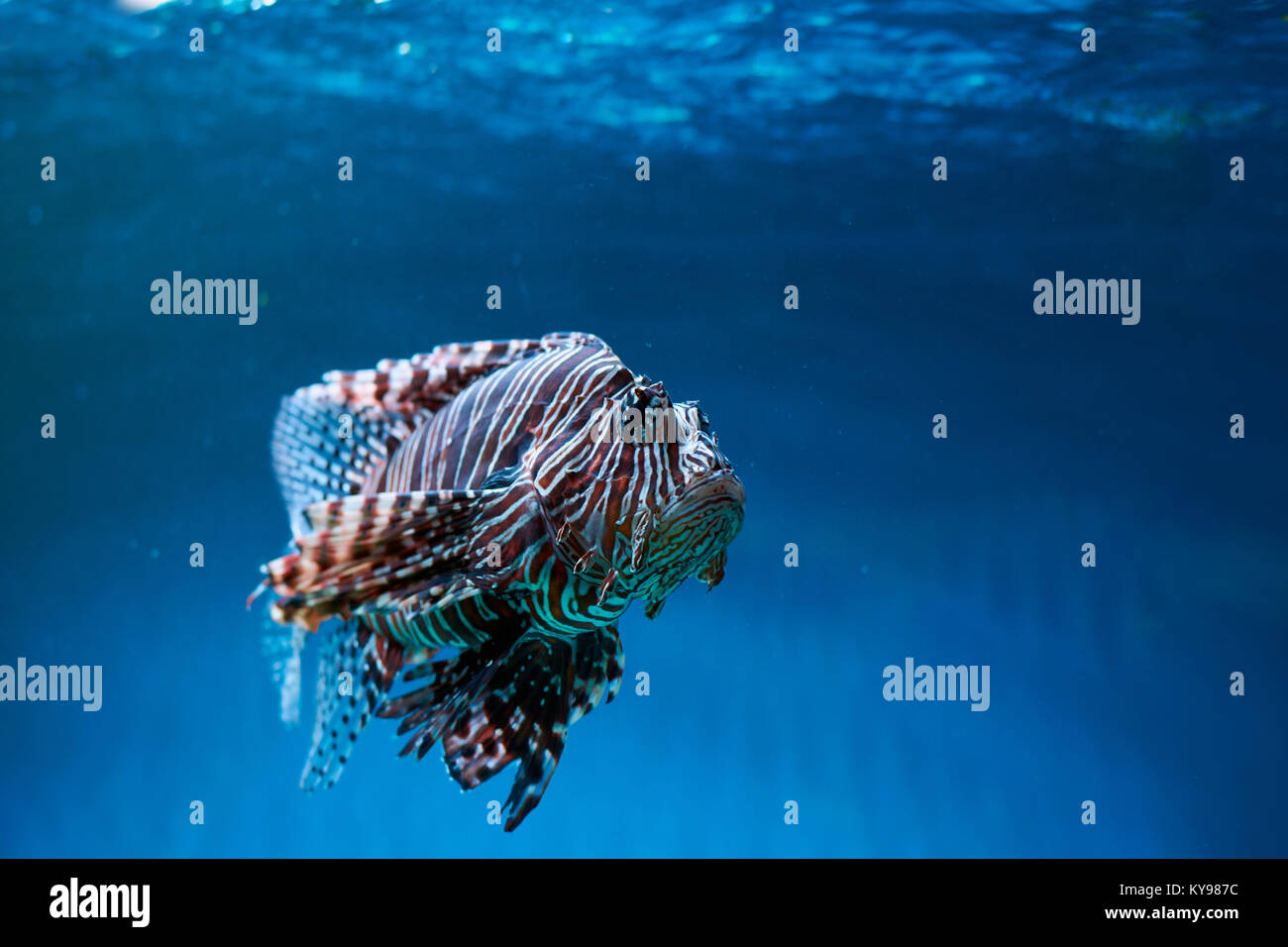 Pterois (lionfish, zebrafish so on) with long venomous fins in blue ...