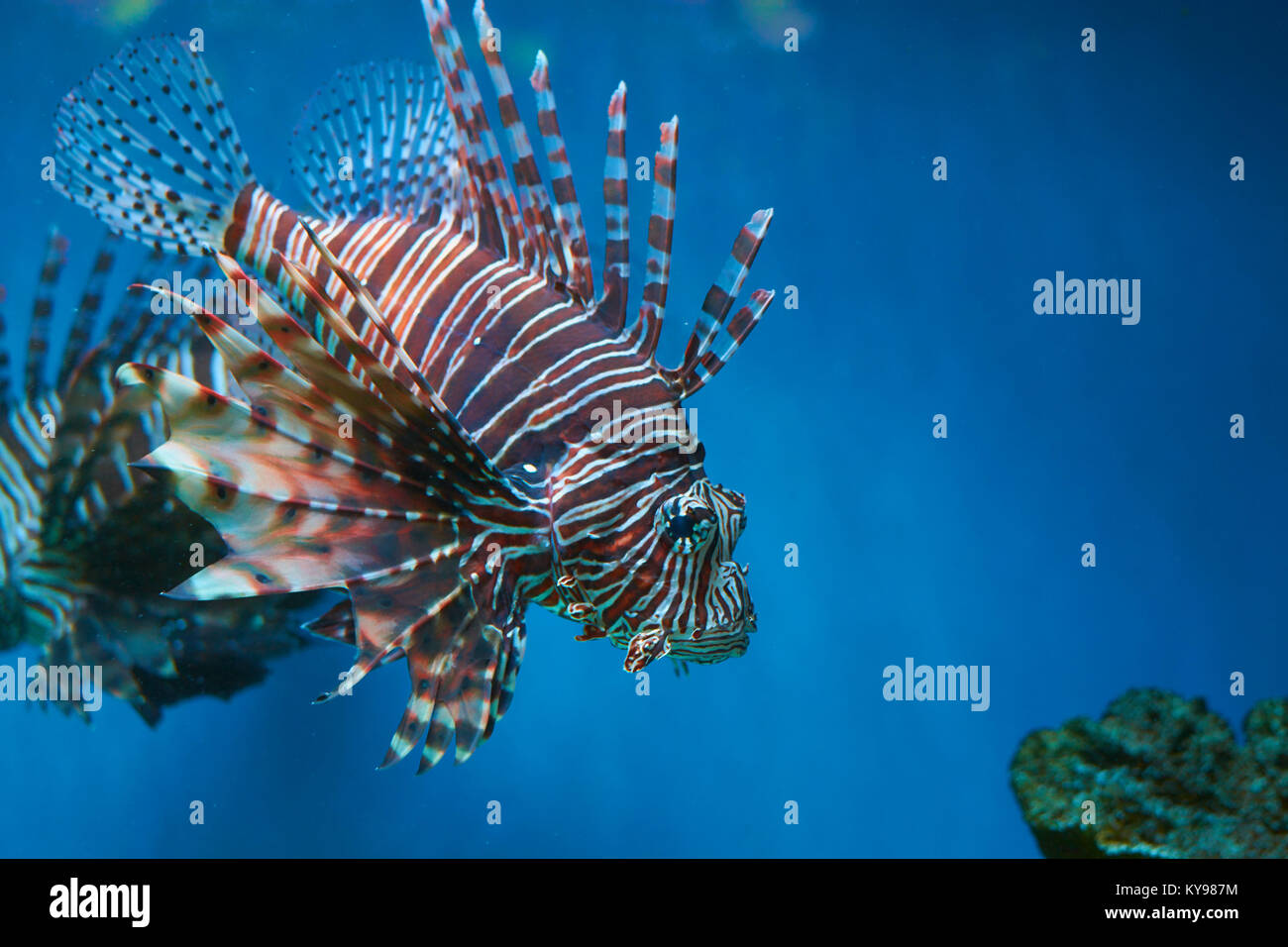 Pterois (lionfish, zebrafish so on) with long venomous fins in blue ...