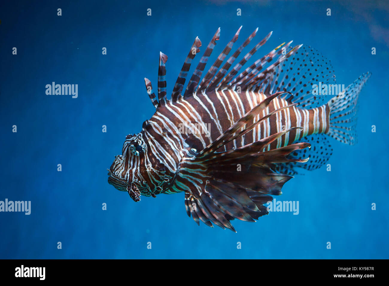 Pterois (lionfish, zebrafish so on) with long venomous fins in blue ...