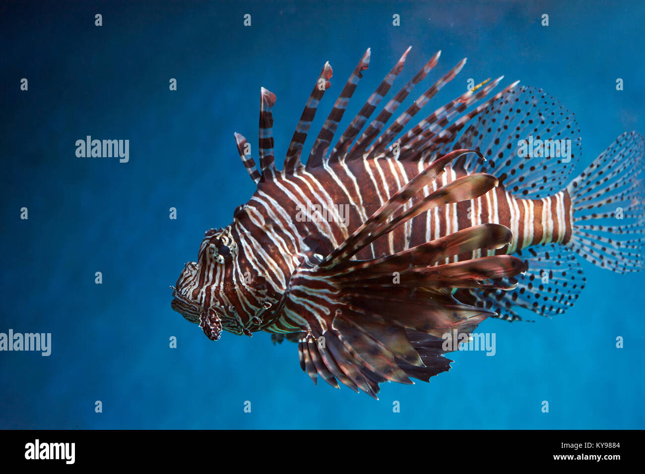 Pterois (lionfish, zebrafish so on) with long venomous fins in blue ...