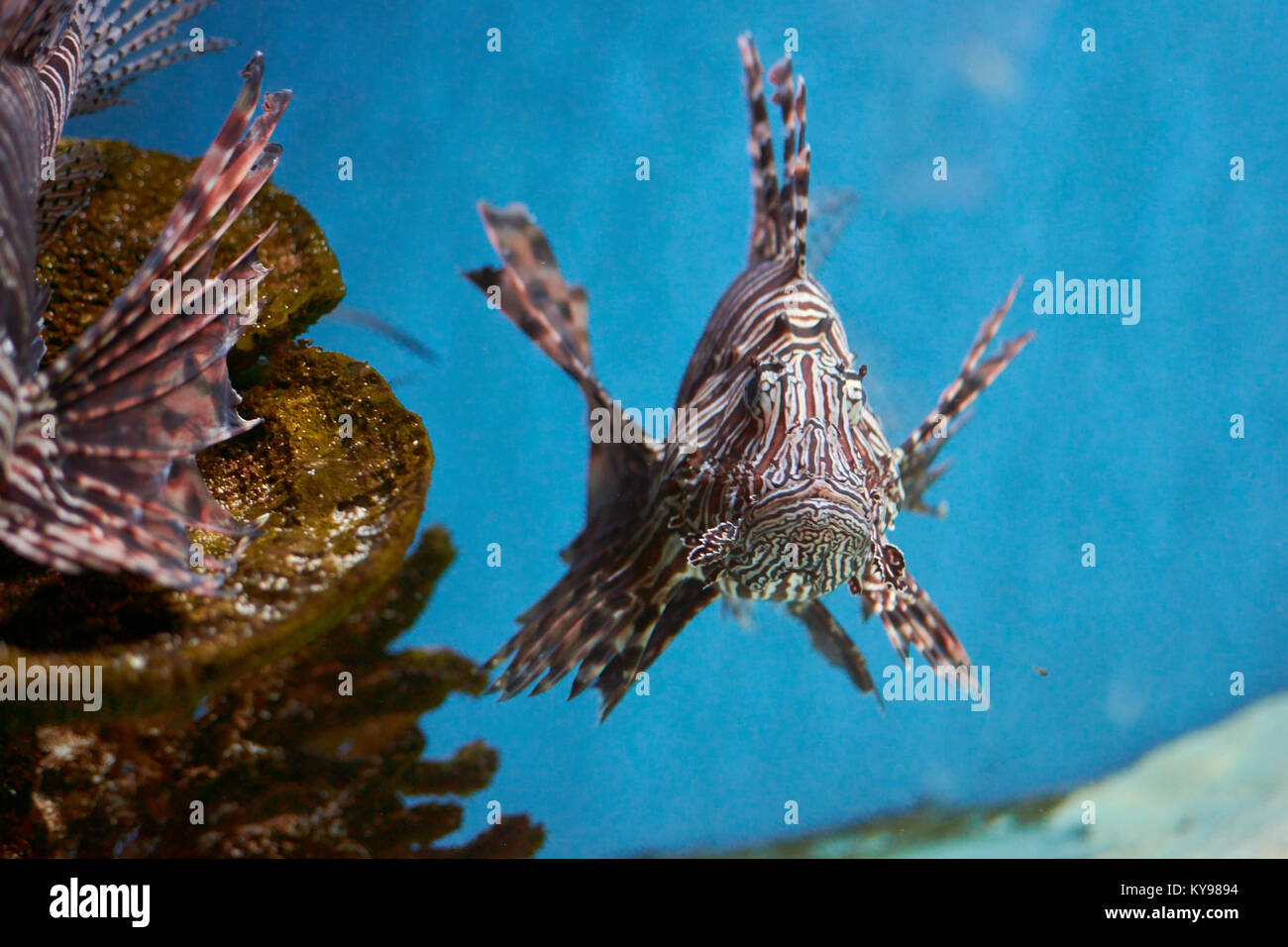 Pterois (lionfish, zebrafish so on) with long venomous fins in blue ...