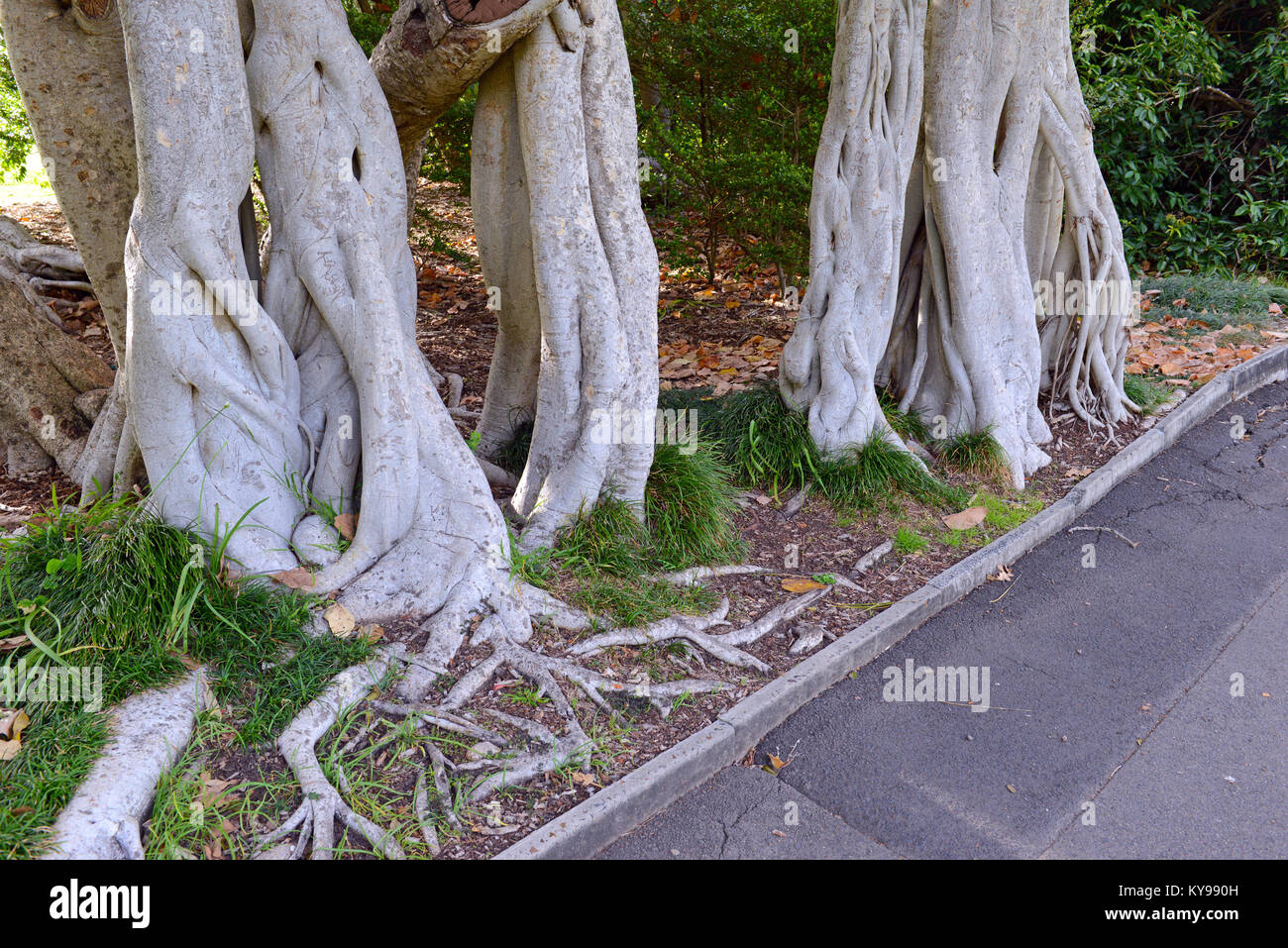 Aerial roots and roots of Banyan tree or Ficus Tree, native to tropical ...