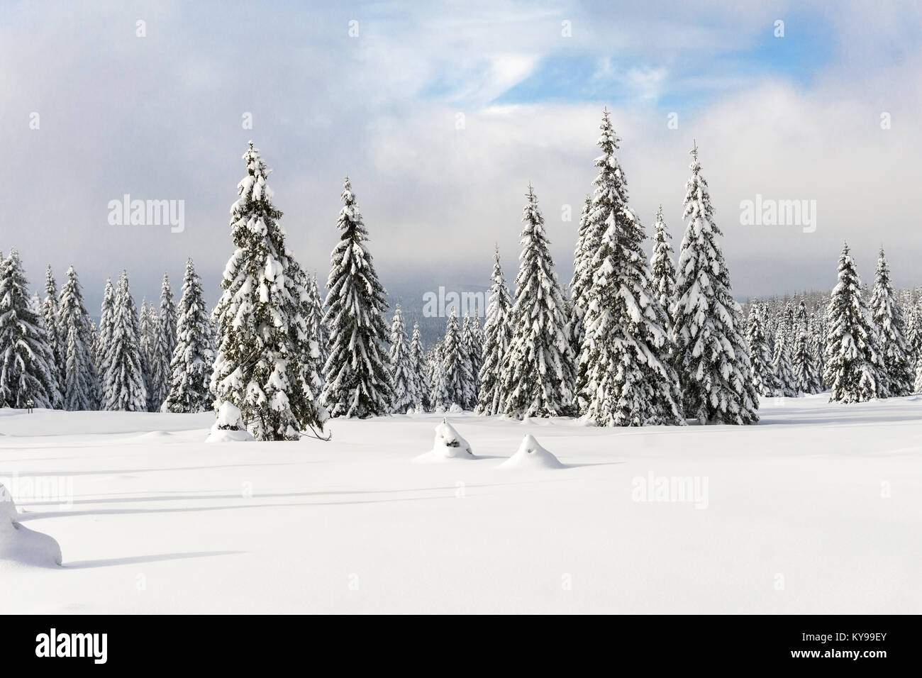 Snow covered trees giant mountains hi-res stock photography and images ...