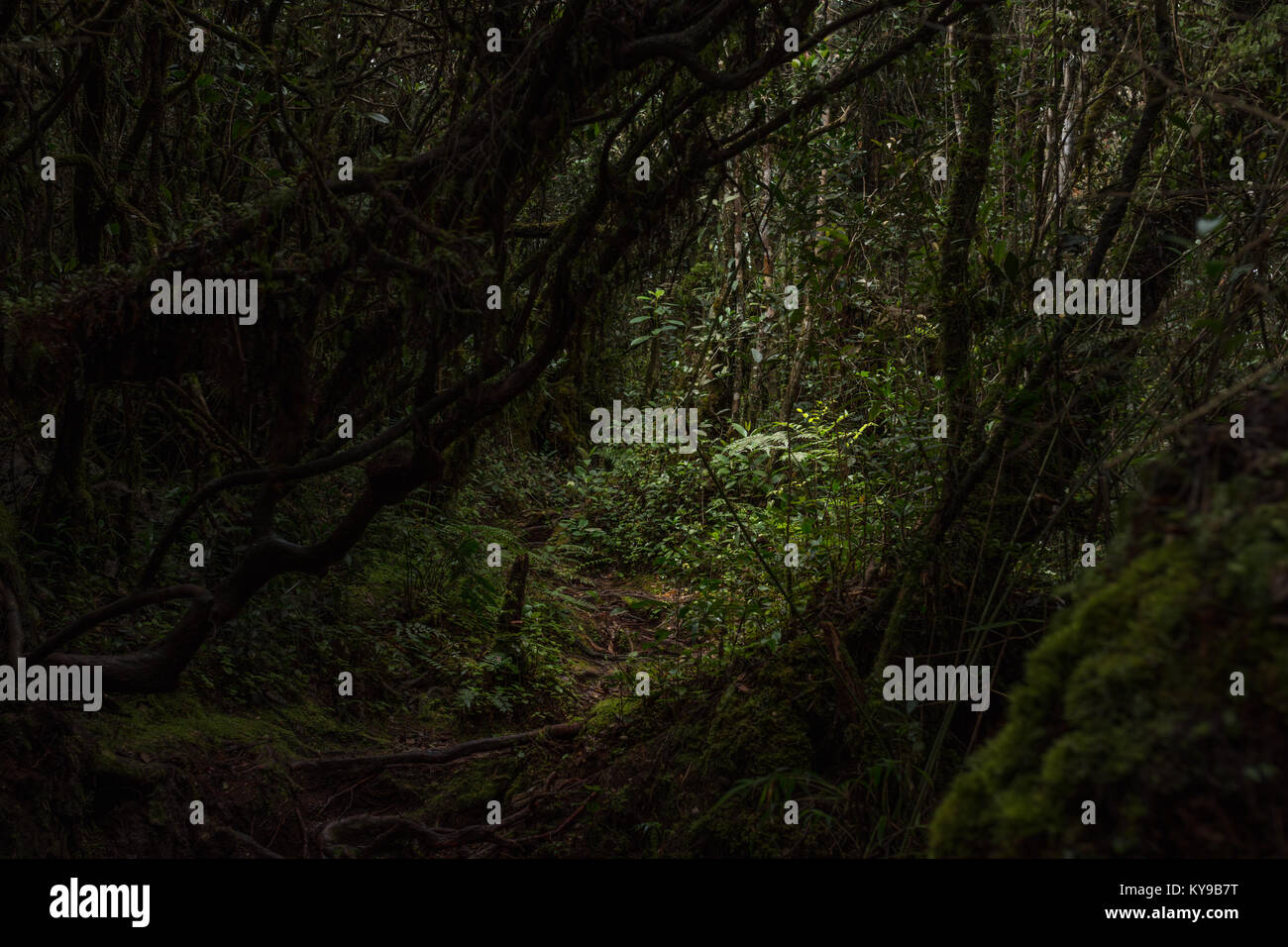 A spot of sun light illuminates area of dense dark mossy forest along a ...