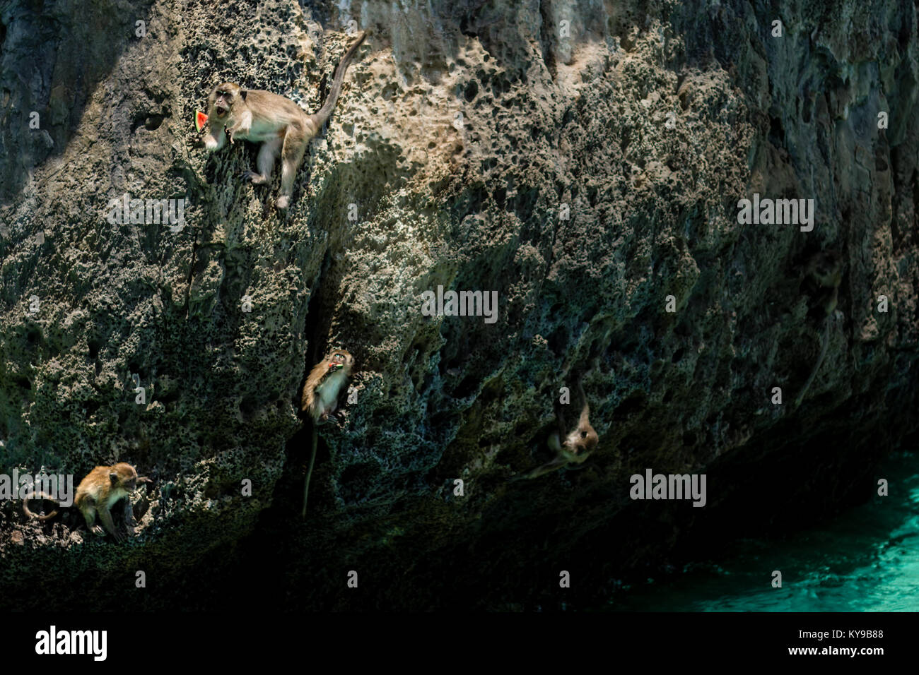 Rhesus macaques monkeys cling to a cliff face and catch watermelon ...