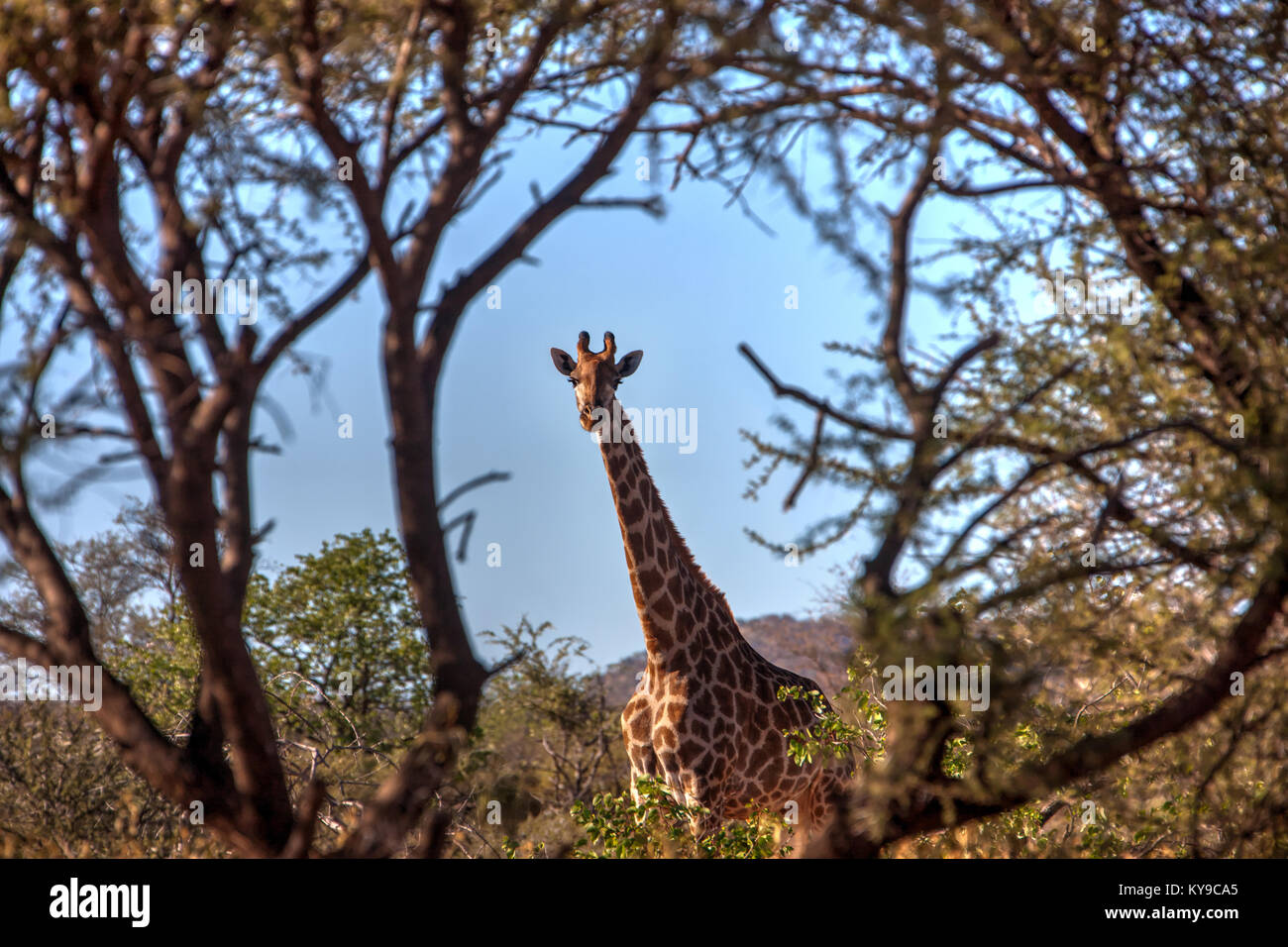 Largest of all ruminants hi-res stock photography and images - Alamy