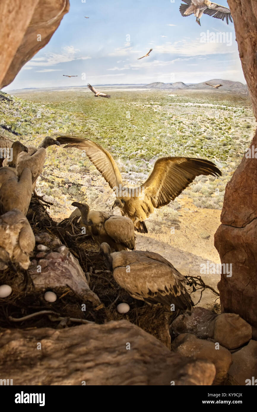 Biggest reservation for Cape Vultures in Botswana is in Otse village ...