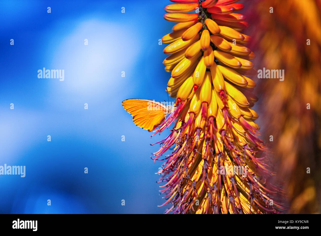a colorful butterfly resting on a sunbird flower Stock Photo - Alamy