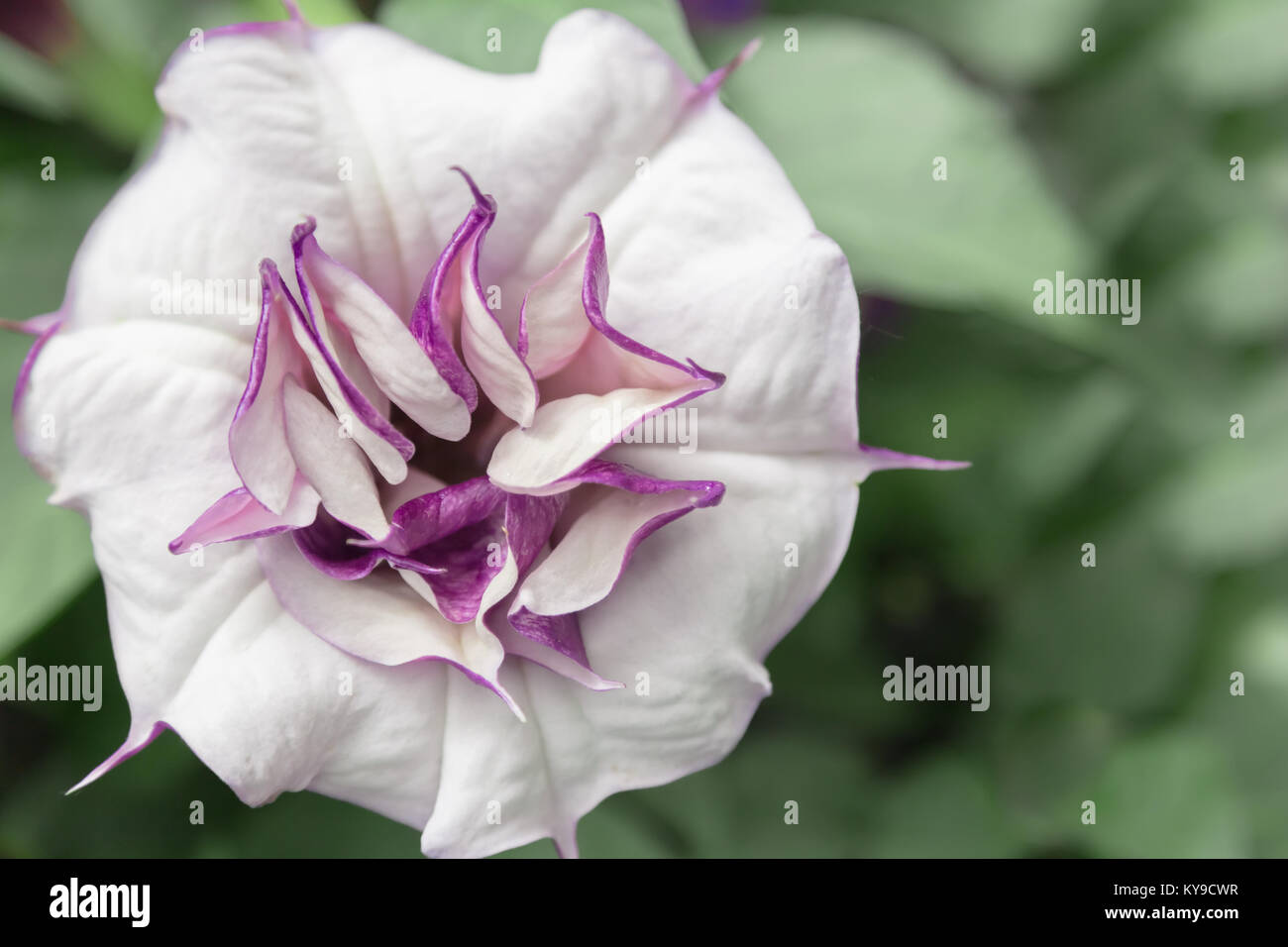 Purple moonflower hi-res stock photography and images - Alamy