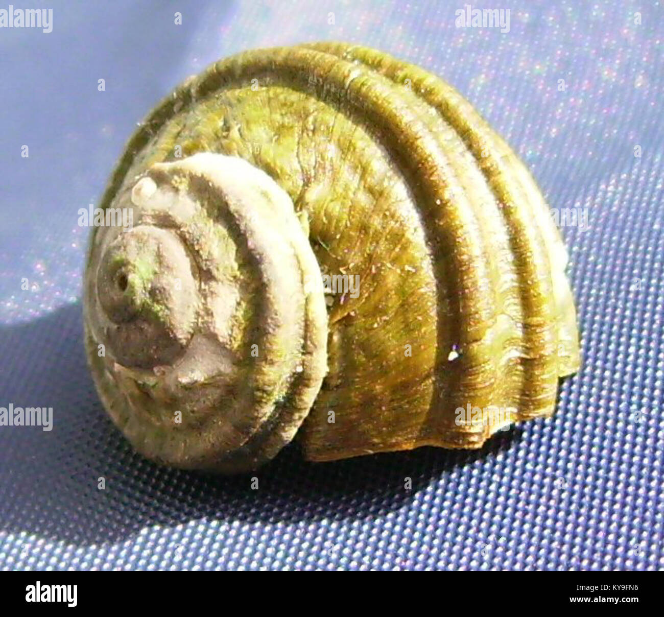 A juvenile Turbo smaragdus, a green-colored sea snail, inhabits marine ...
