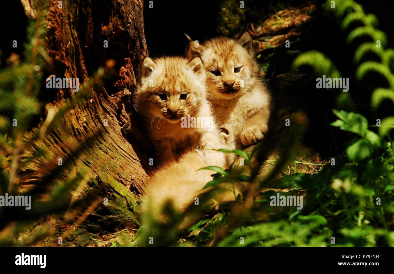 Mammalrecord hi-res stock photography and images - Alamy