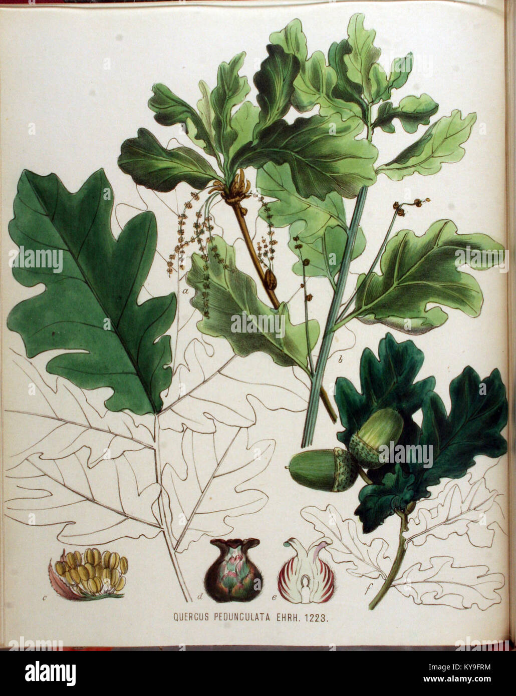 Quercus pedunculata — Flora Batava — Volume v16 Stock Photo - Alamy