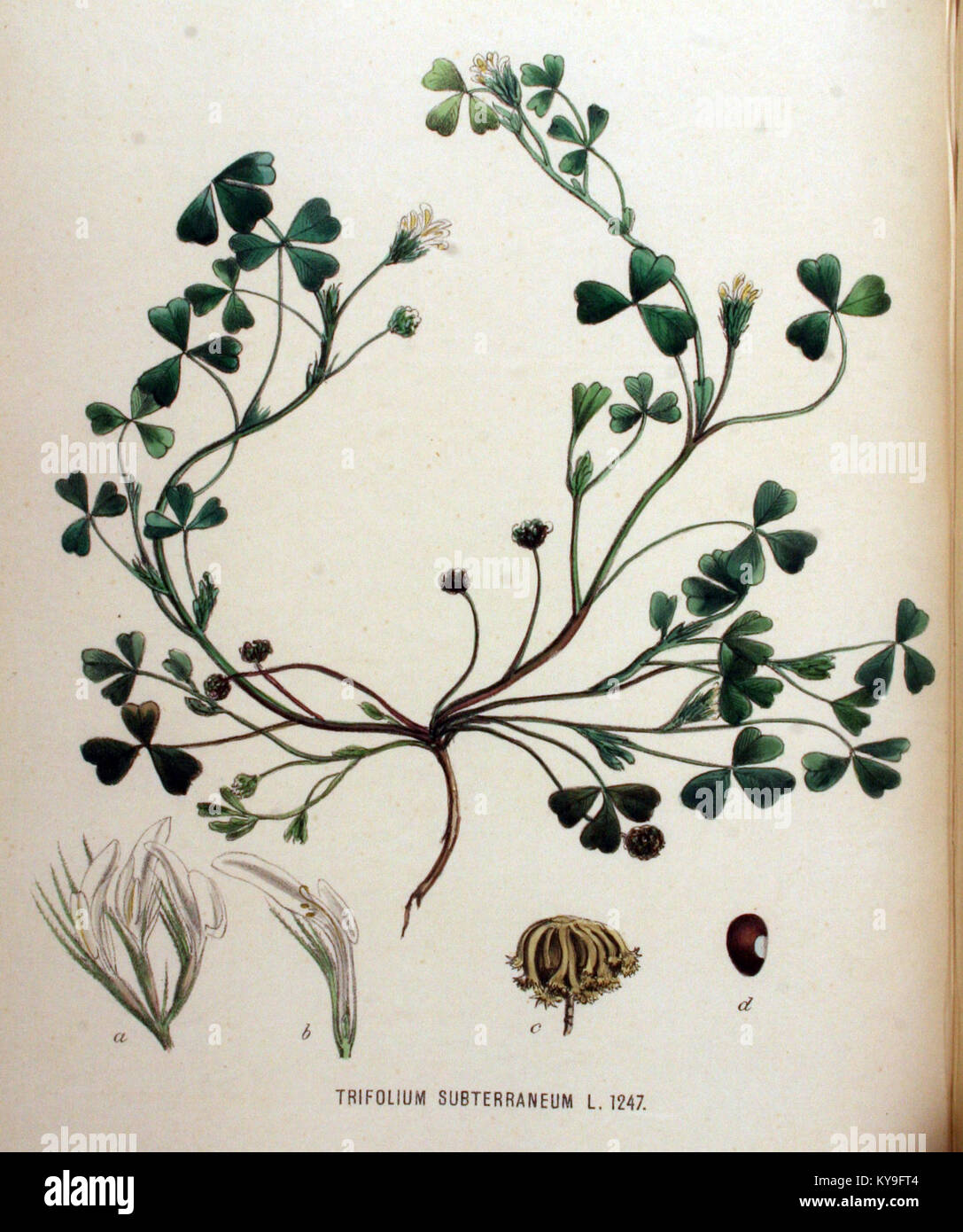 Trifolium subterraneum in 'Flora Batava' Volume V1 is a clover species ...
