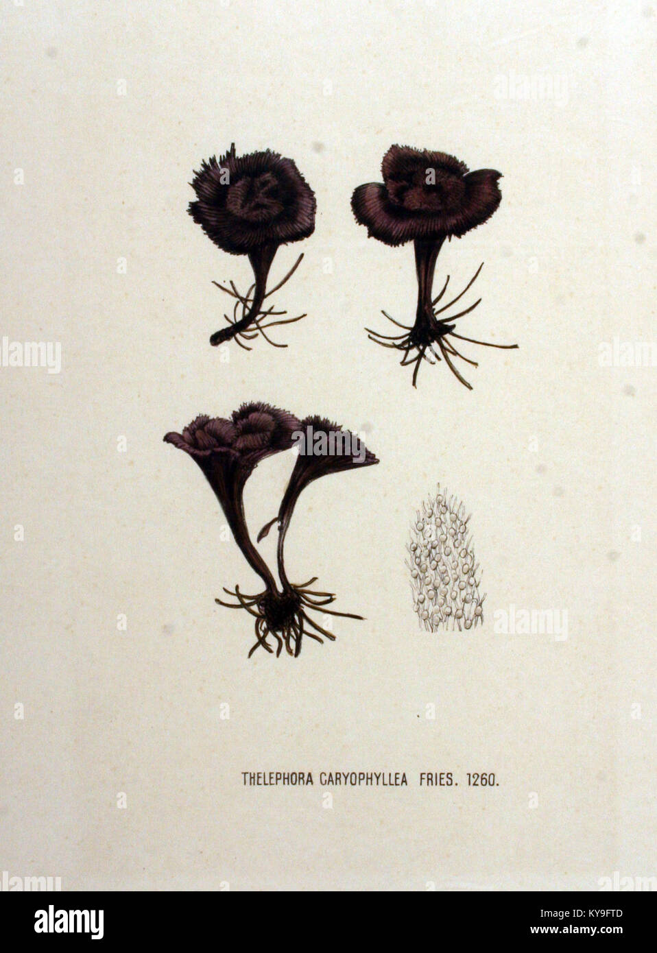 Thelephoraceae family hi-res stock photography and images - Alamy