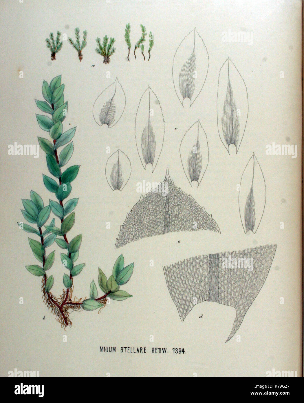 Mnium hi-res stock photography and images - Alamy