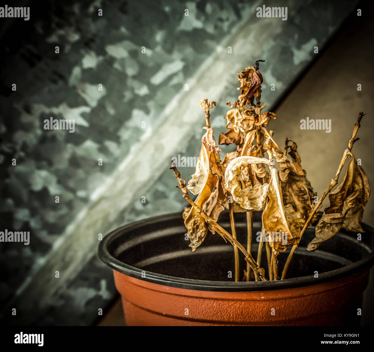 A dry plant in a pot Stock Photo - Alamy