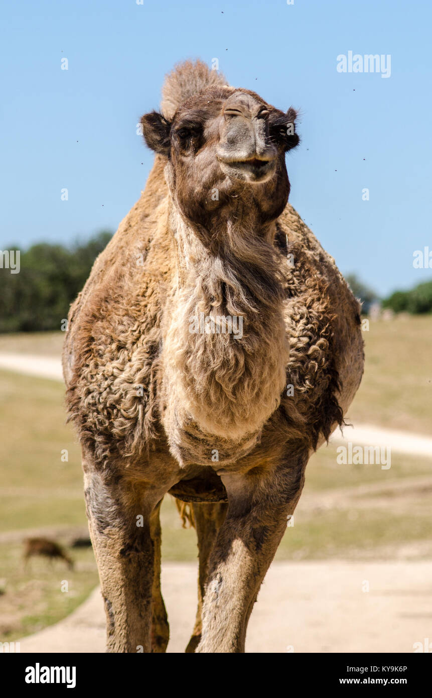 Camel head and body portrait in a Safari trip stand up Stock Photo - Alamy