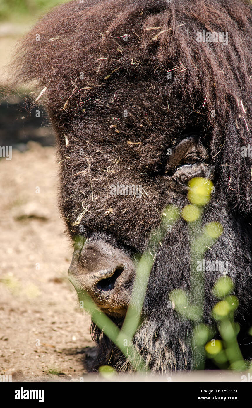Bison bison bison eye close up hi-res stock photography and images - Alamy