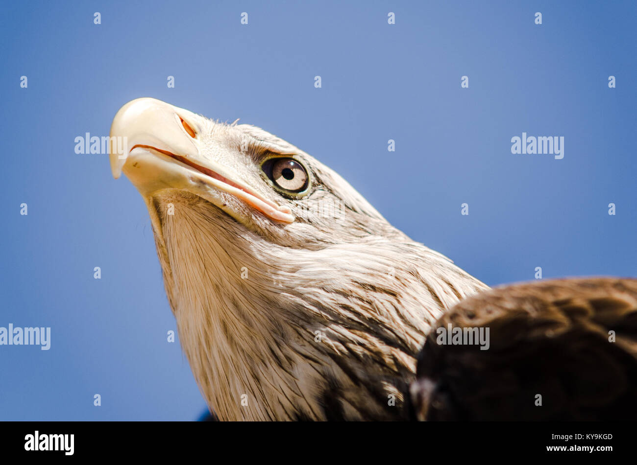 American eagle face nice expression. Close up bottom view Stock Photo ...