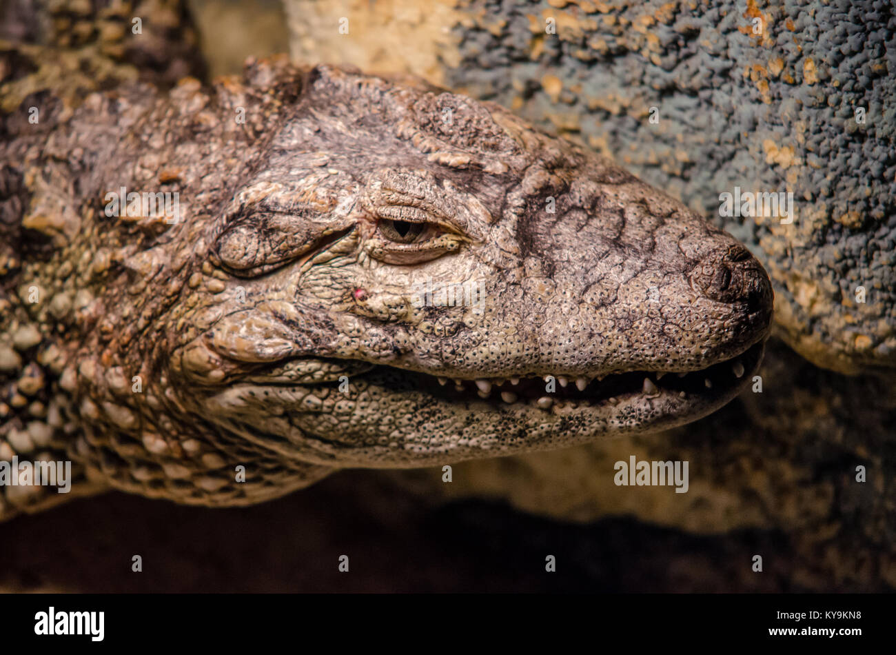 Alligator crocodile face hi-res stock photography and images - Alamy