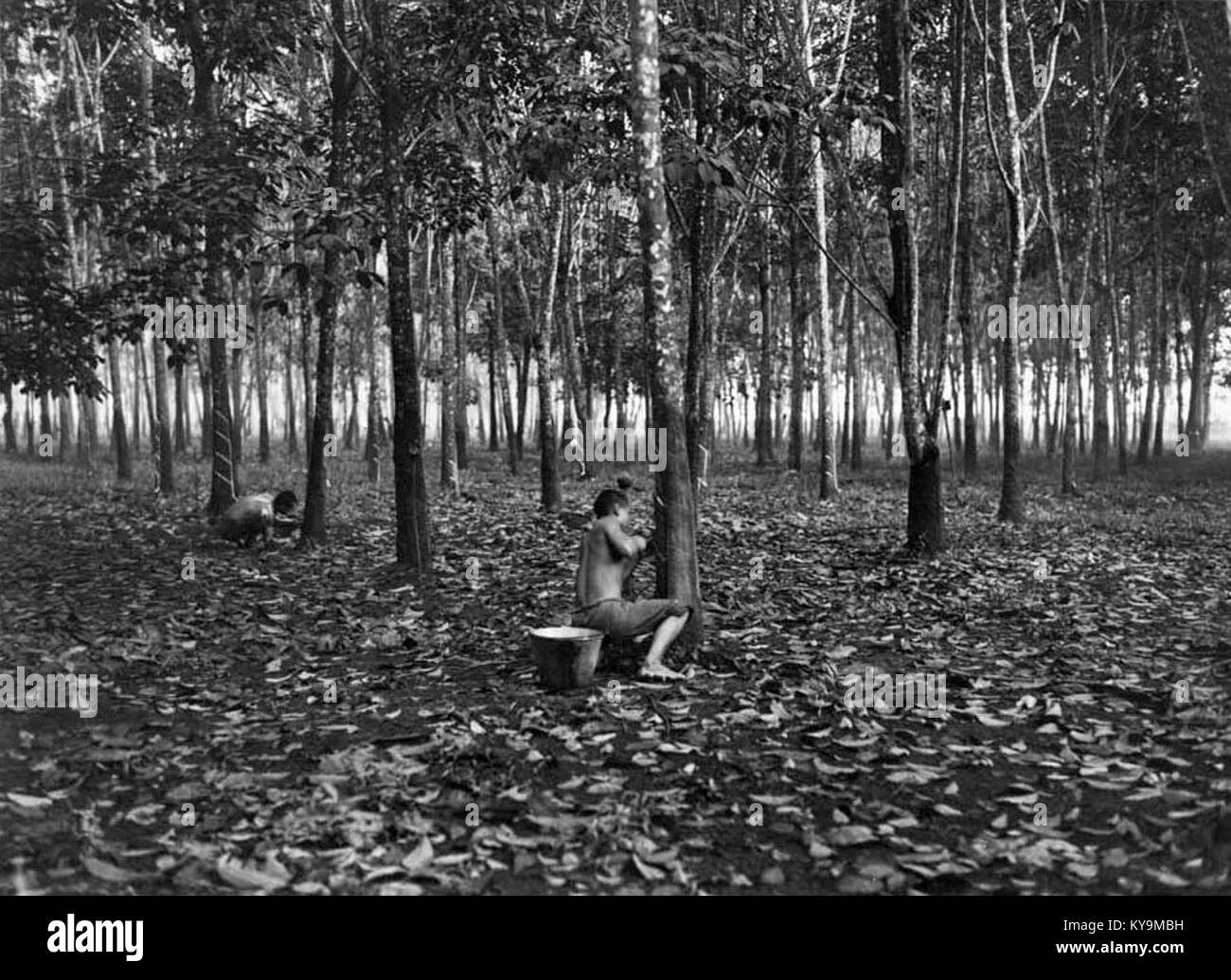 This 1914 souvenir from Singapore depicts rubber tapping, illustrating ...