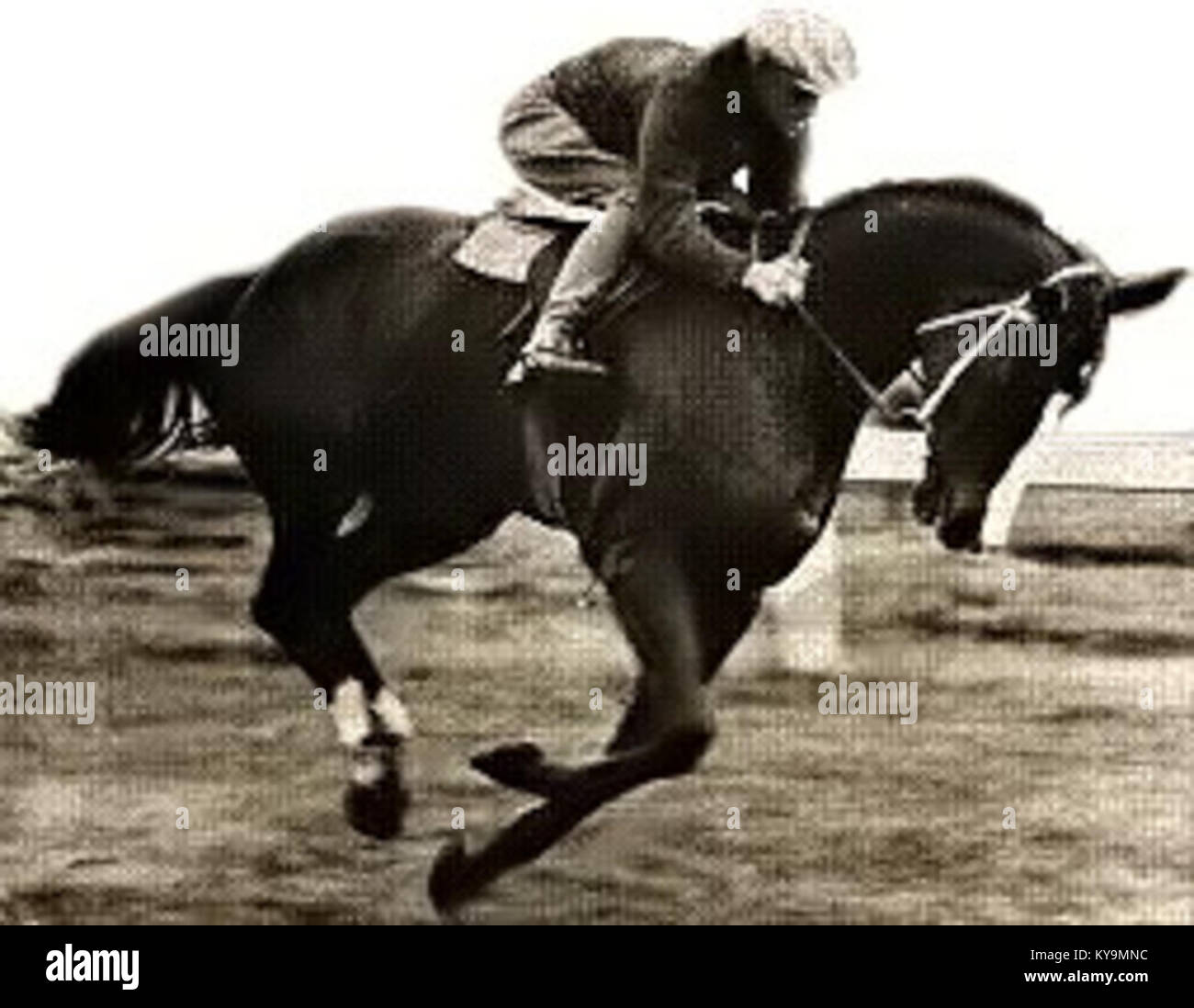 Tranquil Star (AUS) is a racehorse known for its performance in the ...