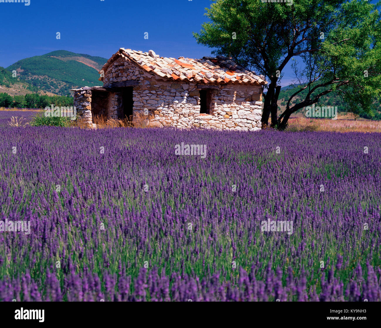 Remote stone barn in a lavender field, Provence, France Stock Photo - Alamy
