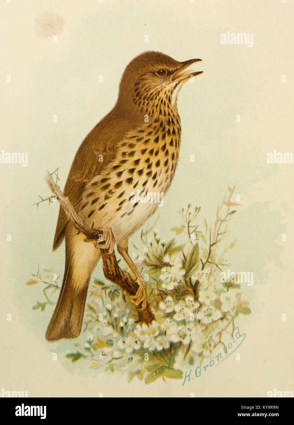 The Song Thrush is a bird species native to Europe and Asia, known for ...