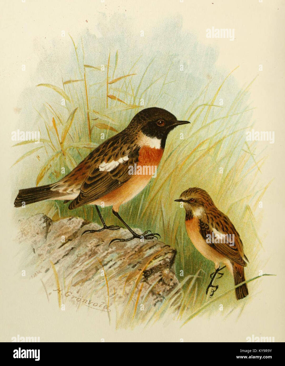 Stonechat photograph hi-res stock photography and images - Alamy