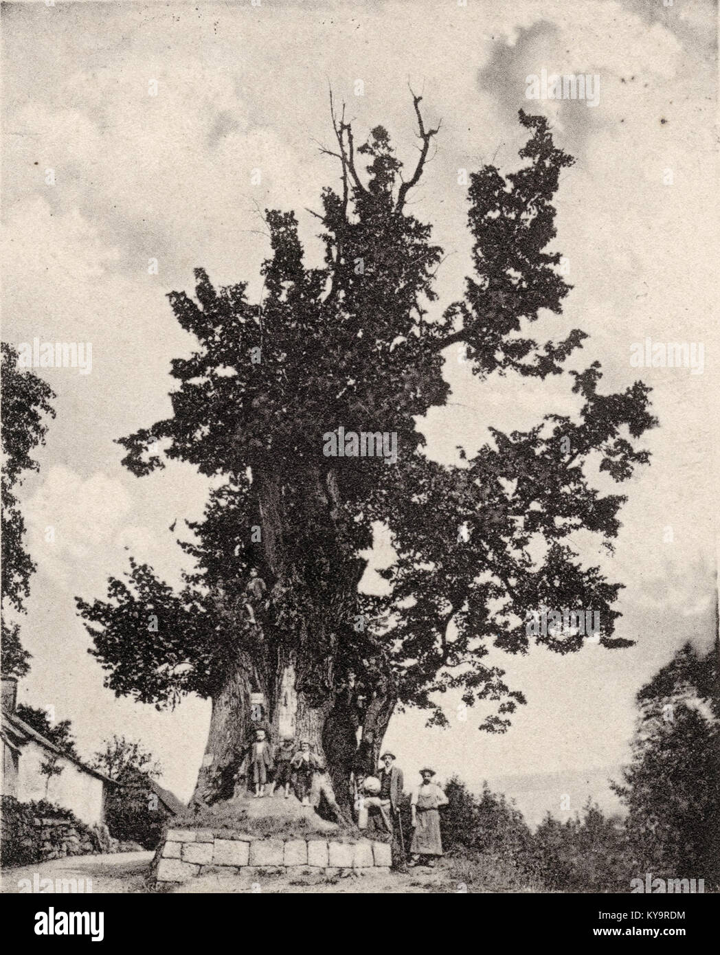 This photograph shows the thousand-year-old linden tree in Tatobity ...