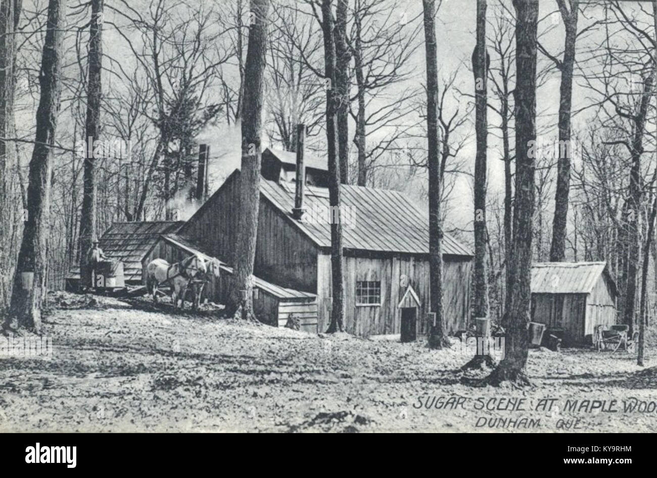 This scene depicts a traditional sugar-making process at Maple Wood in ...