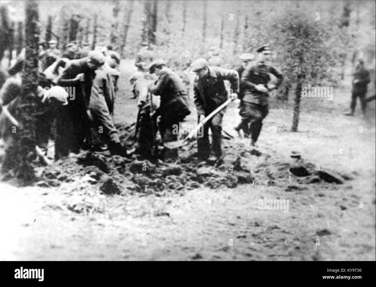 This photograph shows the process of digging graves in Piasnica ...