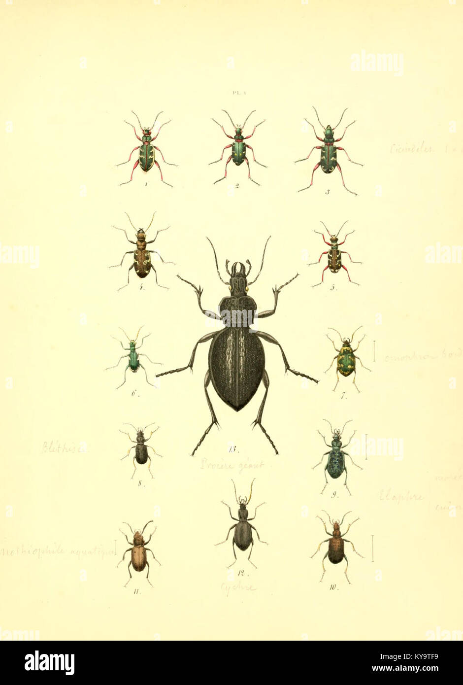 Entomology specimens museum hi-res stock photography and images - Alamy