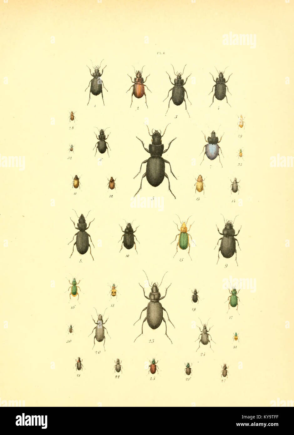 Detailed study insect species hi-res stock photography and images - Alamy