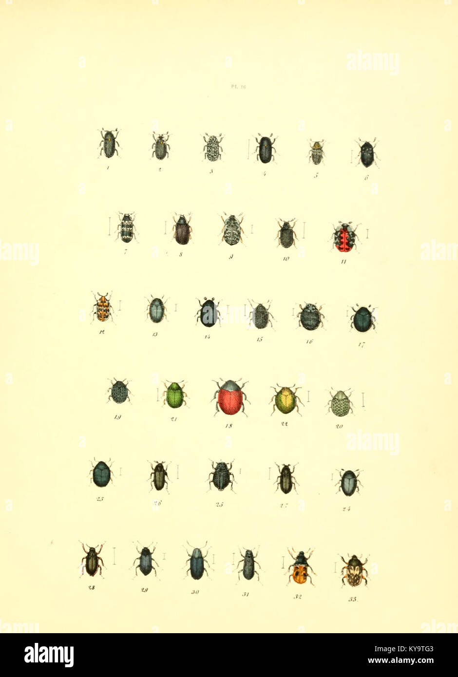 The 'Musée entomologique illustré' showcases detailed illustrations of ...