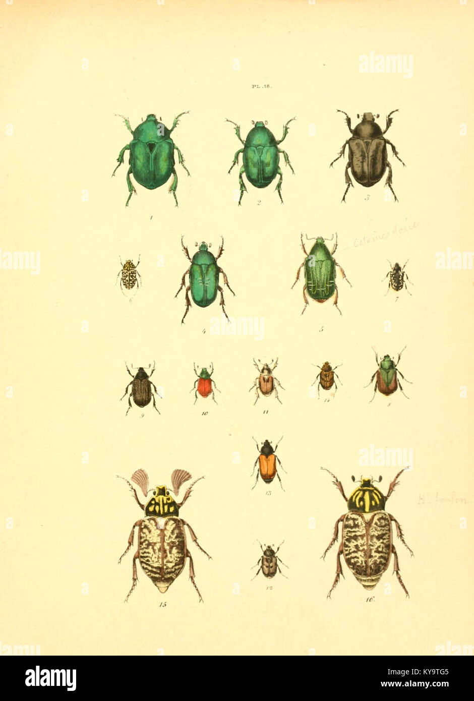 The Musée Entomologique Illustré showcases a collection of ...
