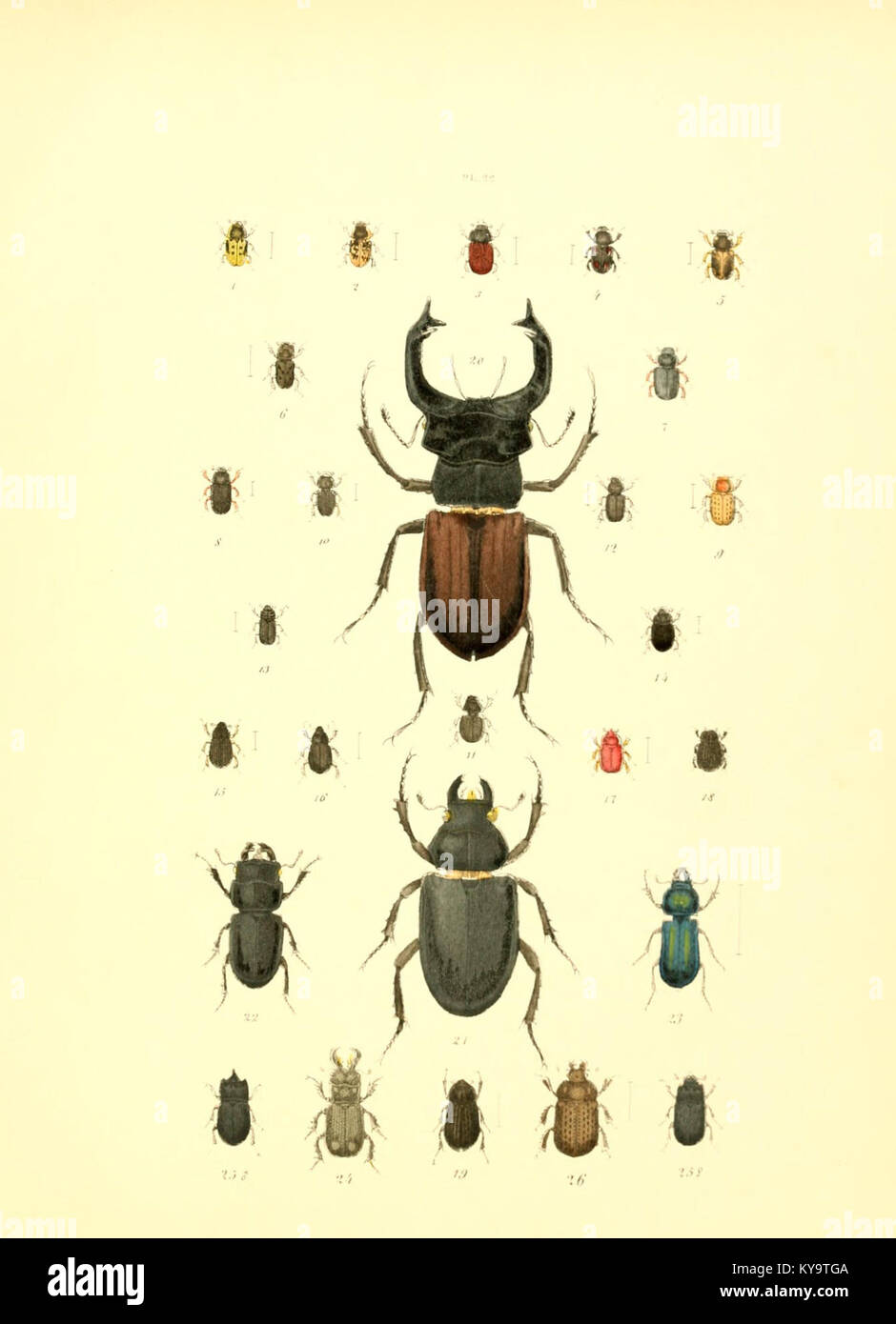 Entomologymuseum hi-res stock photography and images - Alamy