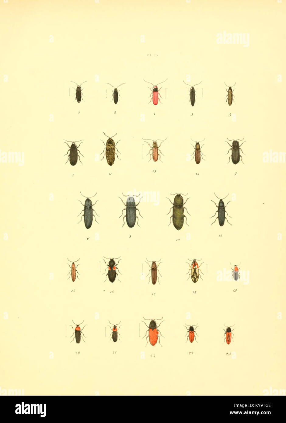The 'Musée entomologique illustré' is a detailed collection of insect ...