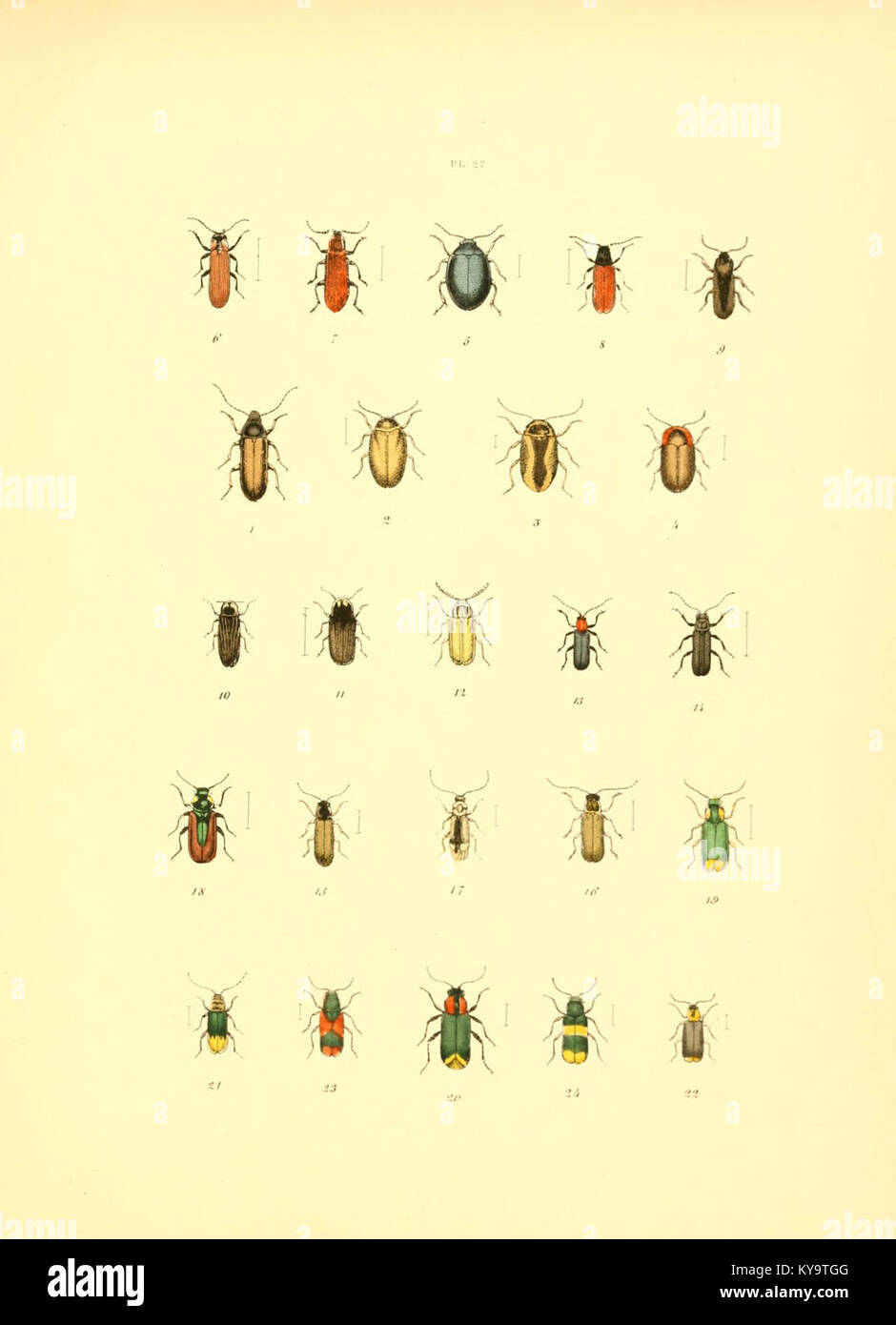 The Musée entomologique illustré displays insect specimens with ...