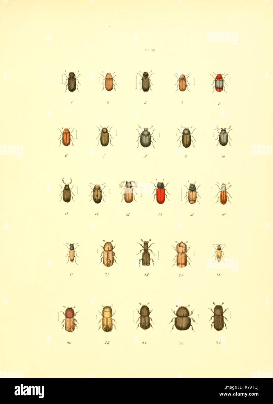 Showcasing various species of insects hi-res stock photography and ...