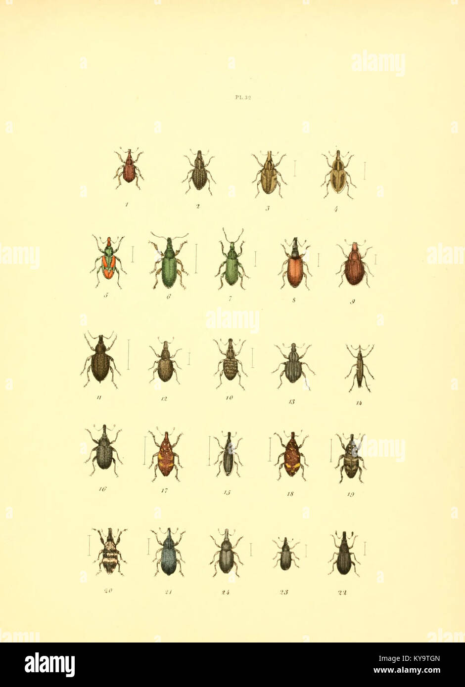 The Musée entomologique illustré is a collection showcasing insect ...