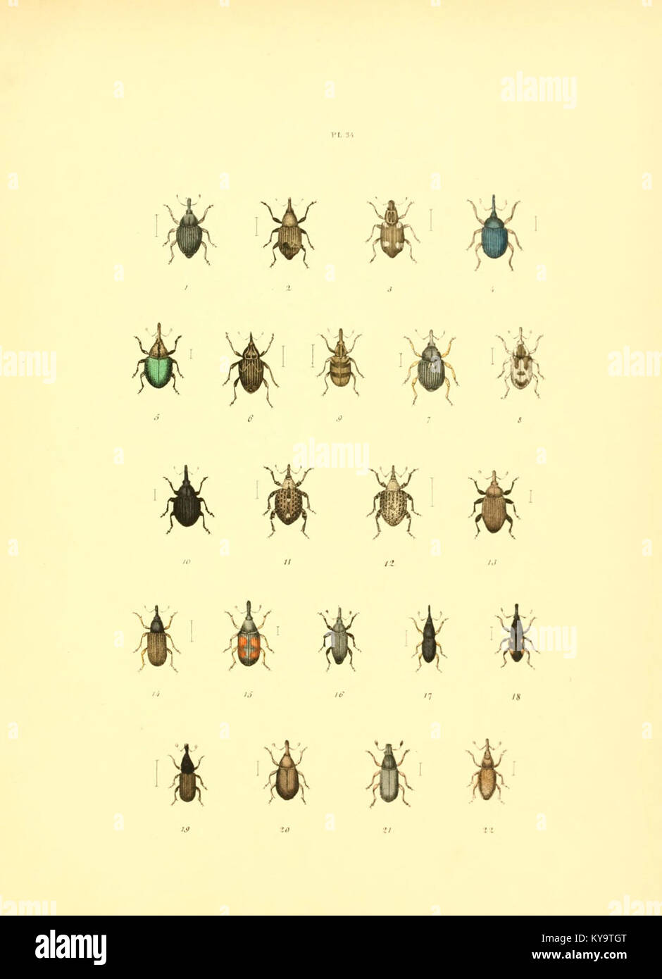 The illustrated entomological museum presents detailed visual ...