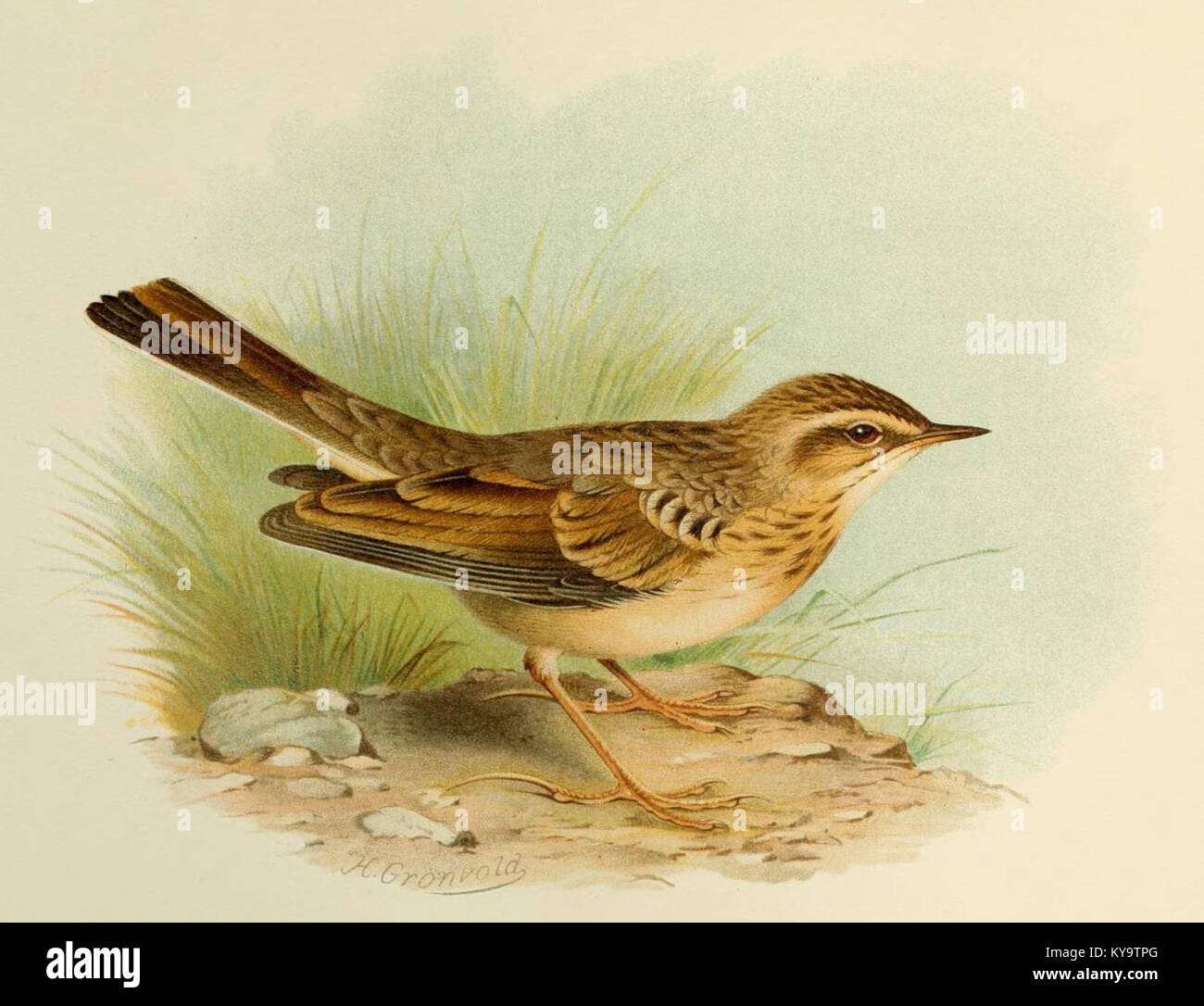 Richard's Pipit Grönvold Stock Photo - Alamy