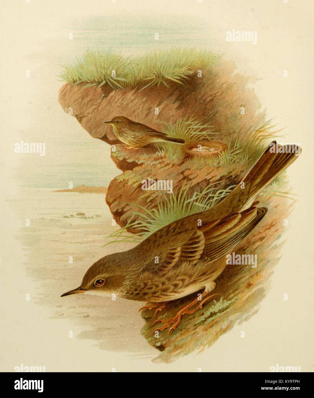 The Rock Pipit is a small bird species adapted to rocky coastal ...